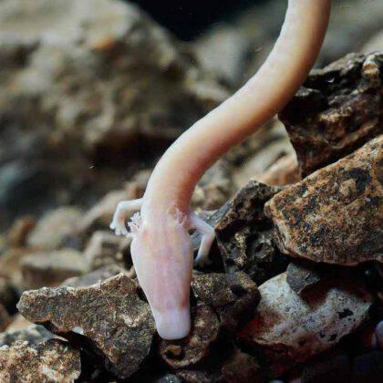 Strane uova si schiudono in Europa: i cuccioli sono di una specie di drago