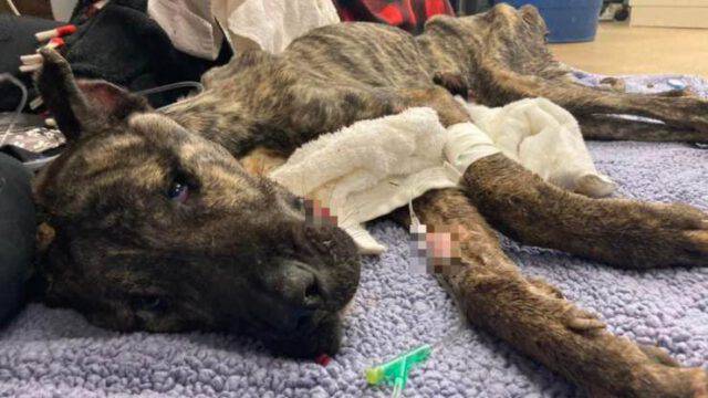 Il percorso di Ethan: da cane randagio al ricevere un premio