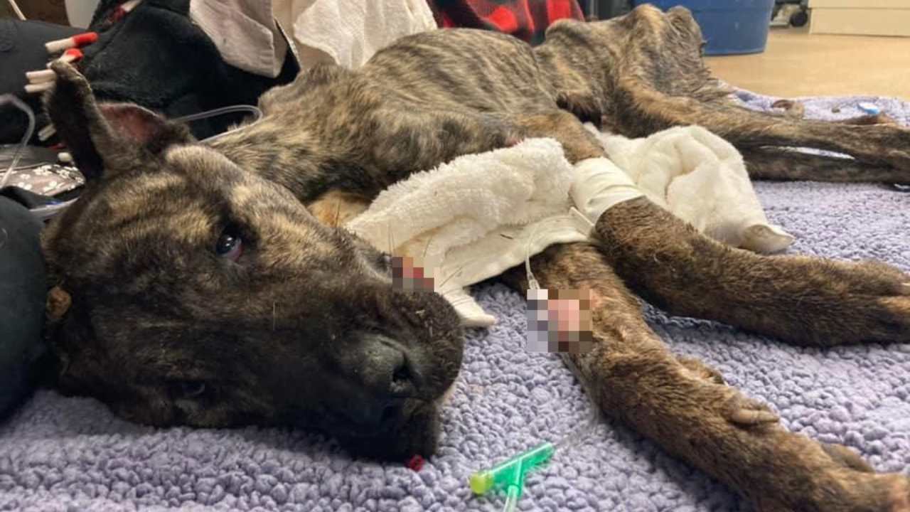 Il percorso di Ethan: da cane randagio al ricevere un premio