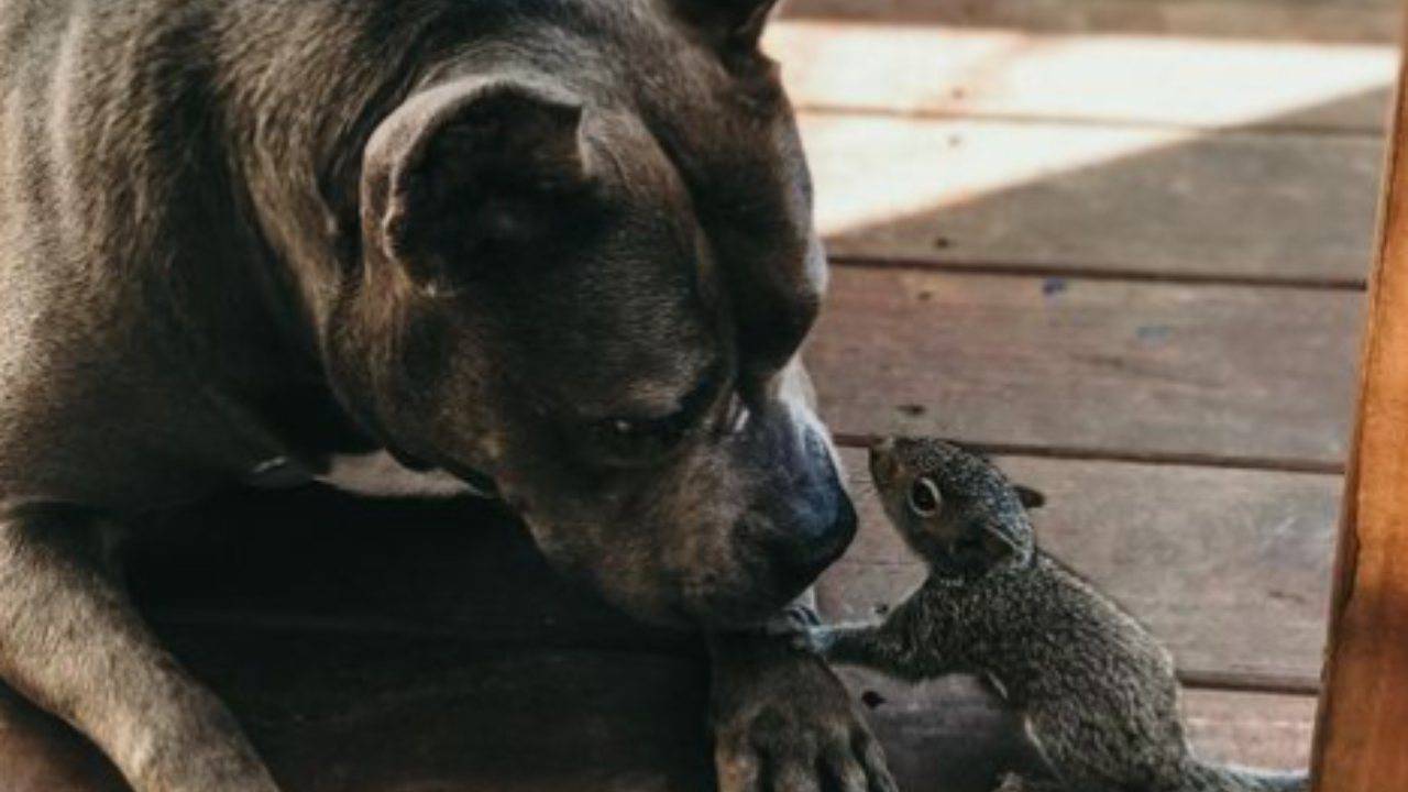 Everly, la dolce Pitbull che fa da mamma a un cucciolo di scoiattolo