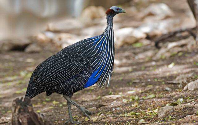 Faraona Vulturina: specie rara ornamentale da cortile e da giardino