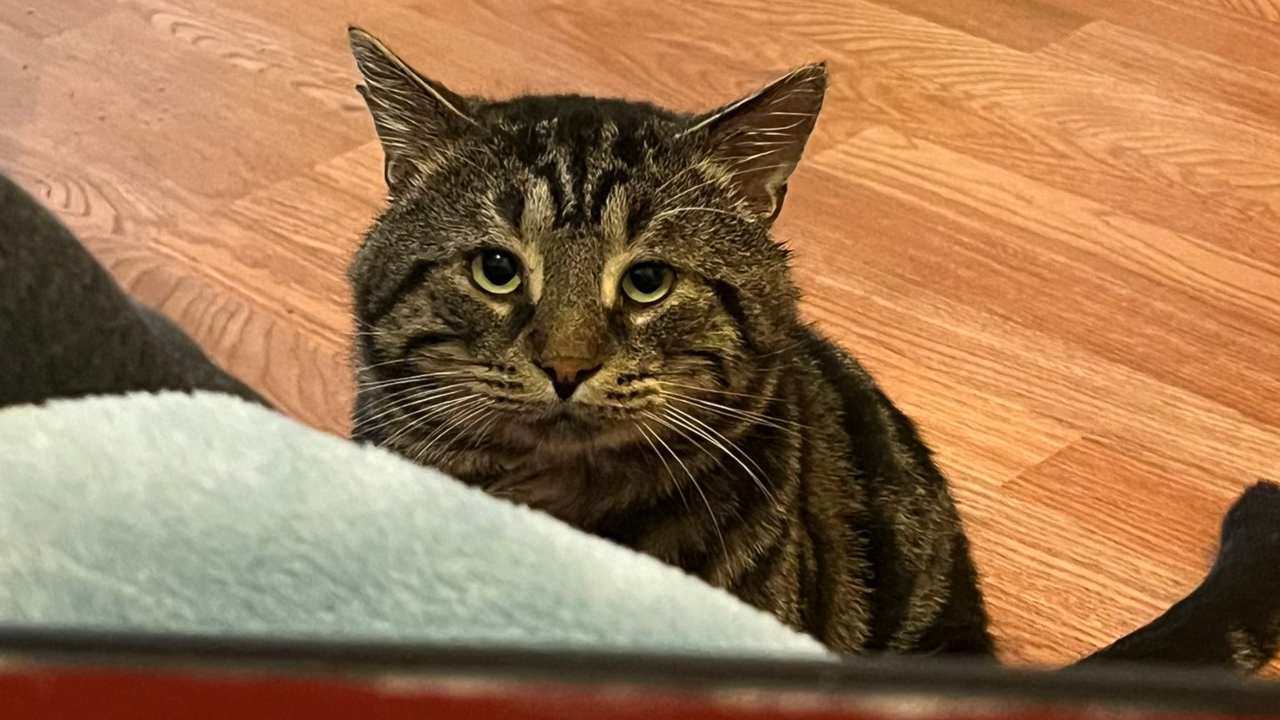 Gatto viene adottato grazie ai social media e alla sua peculiarità