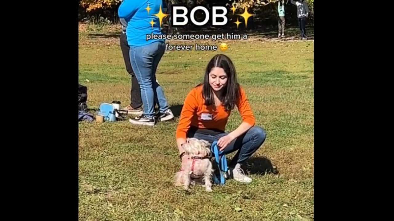 All'evento per l'adozione il povero cane Bob rimane da solo - VIDEO