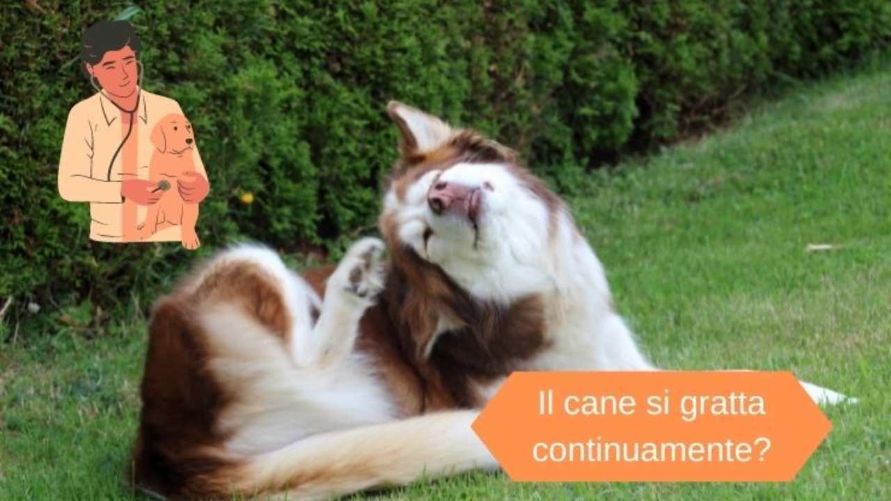 Il tuo cane si gratta continuamente? Il problema potrebbe essere questo