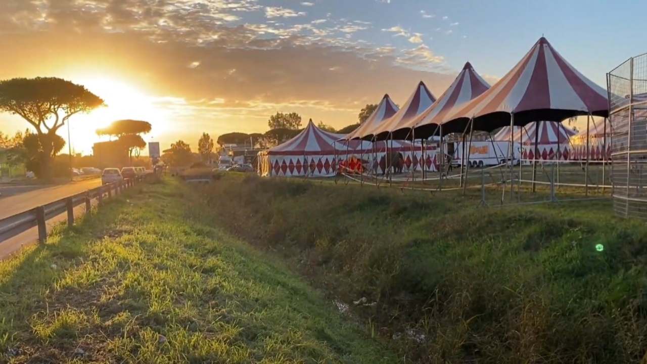 Torna il circo a Roma, paura per le gabbie dei leoni a bordo strada - VIDEO