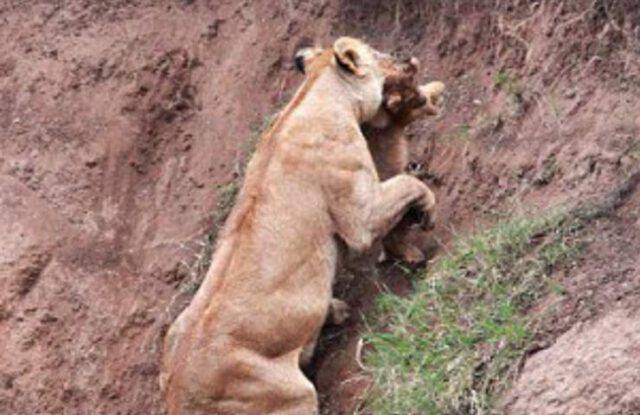 Leoncino precipita in un burrone: l'eroico salvataggio da parte della madre