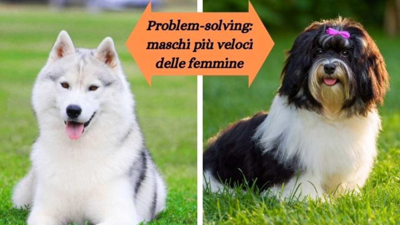 I maschi sono più veloci delle femmine: lo studio scientifico sulle ...