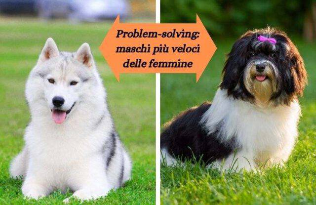 I maschi sono più veloci delle femmine: lo studio scientifico sulle ...