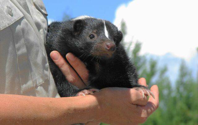 Allevare una moffetta in casa: le condizioni ideali per tenerla