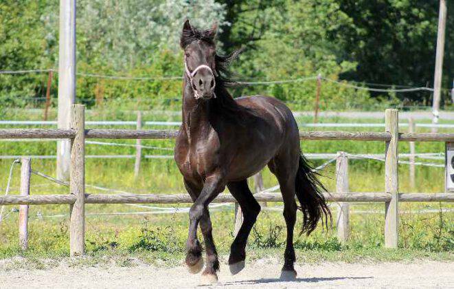 Pony di Esperia: specie rara ornamentale da cortile, giardino e non solo