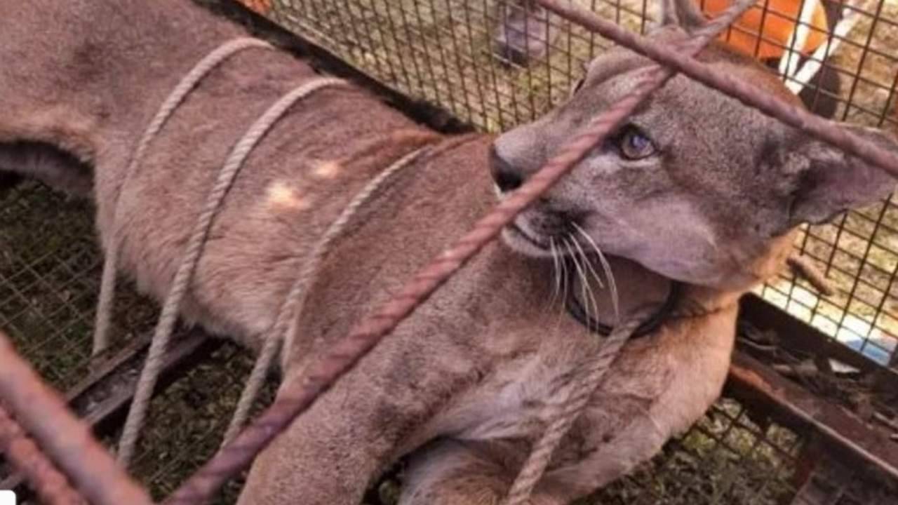Un ospite a sorpresa sul retro della casa: il puma (VIDEO)