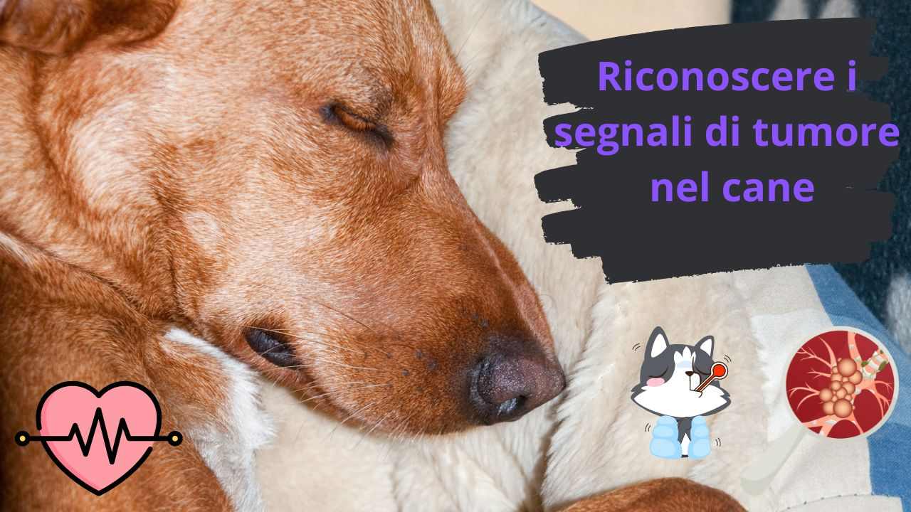 Se il cane mostra questi segnali, potrebbe avere un tumore: quali sono