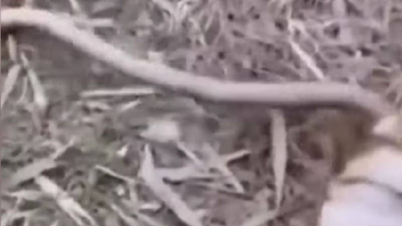 Attaccato da un serpente sotto gli occhi della mamma: il video spaventoso