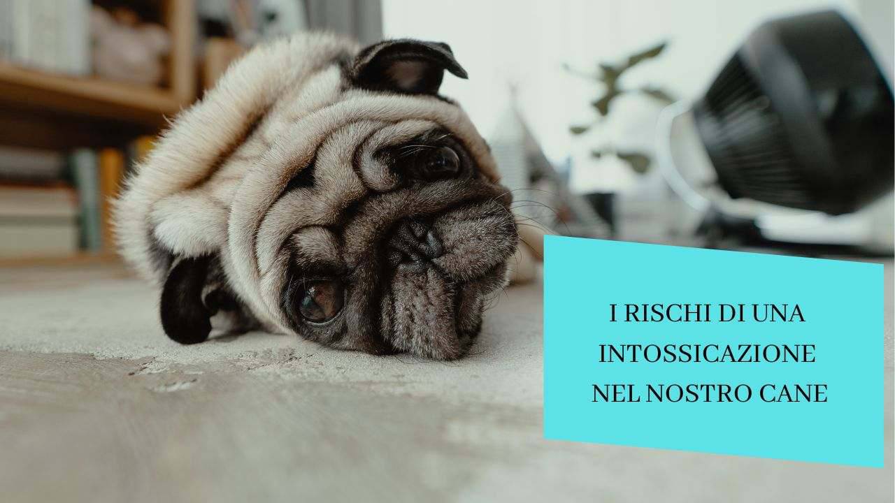 Intossicazione da benzodiazepine nel cane: tutto ciò che dobbiamo sapere