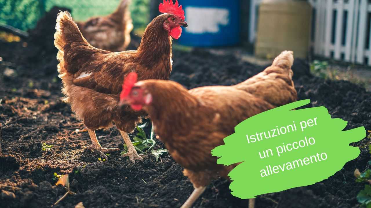 Come allevare galline in giardino: quali le istruzioni corrette e i ...