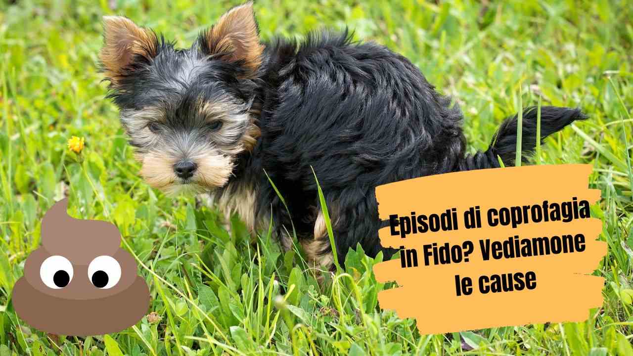 Perché ai cani piace la cacca: quali sono le cause e i rimedi per i pelosi