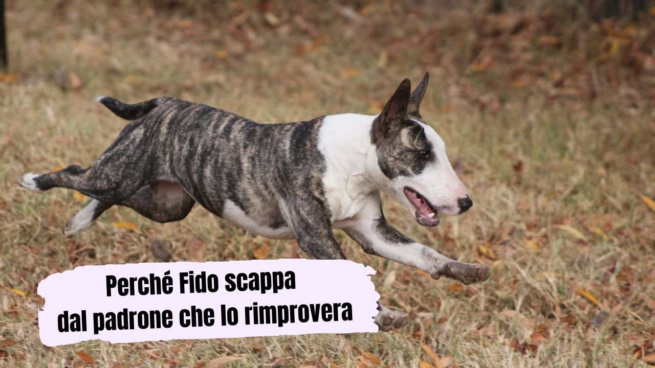 Il cane scappa quando lo rimprovero: tutto ciò che dovresti sapere su fido