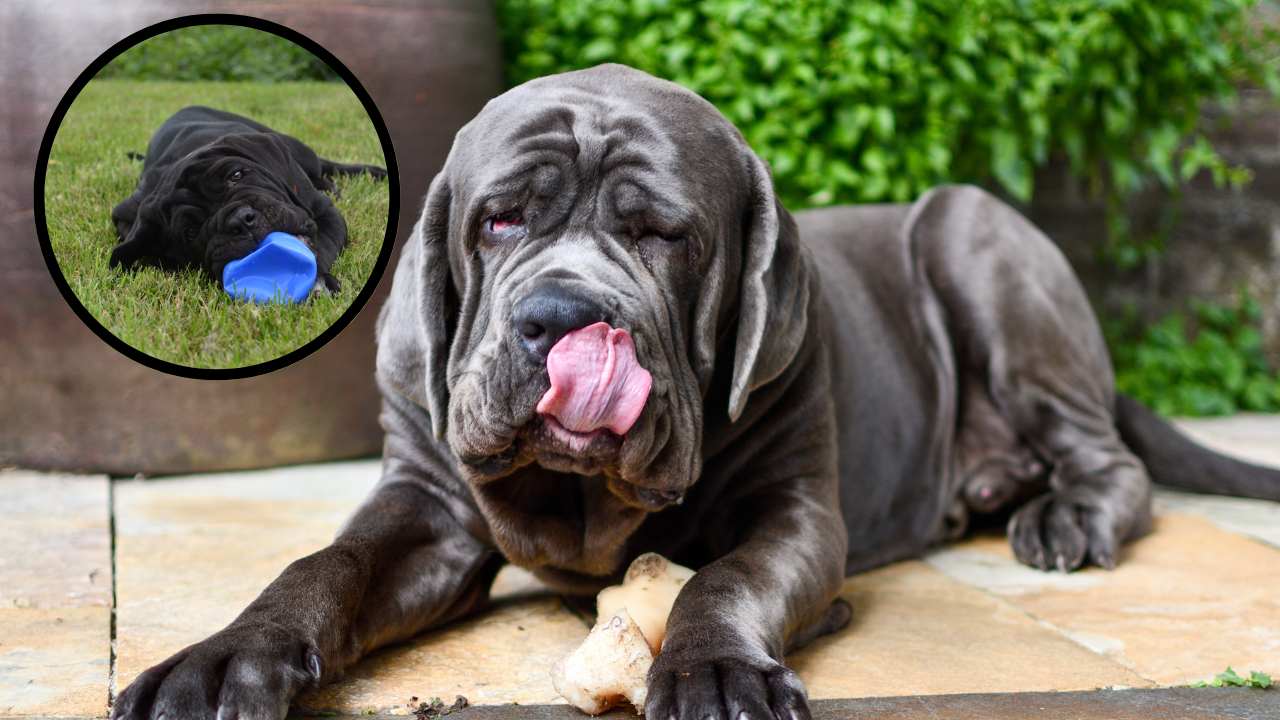 Alimentazione del Mastino napoletano: dosi, frequenza e alimenti