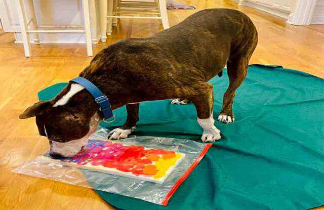 La storia incredibile del cane che sa dipingere- VIDEO