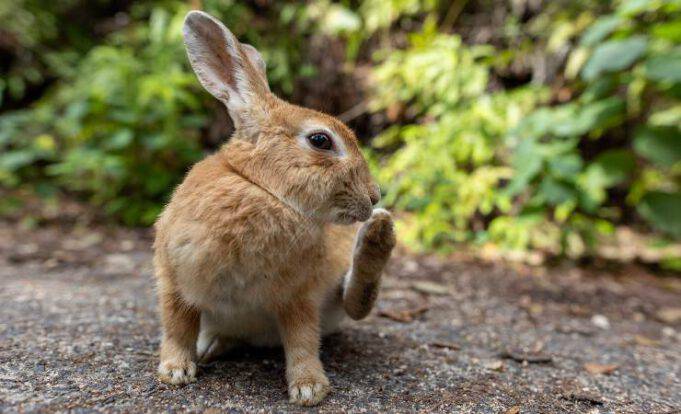 Endoparassiti nel coniglio: quali sono e come intervenire