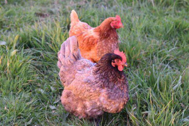 Come allevare galline in giardino: quali le istruzioni corrette e i ...