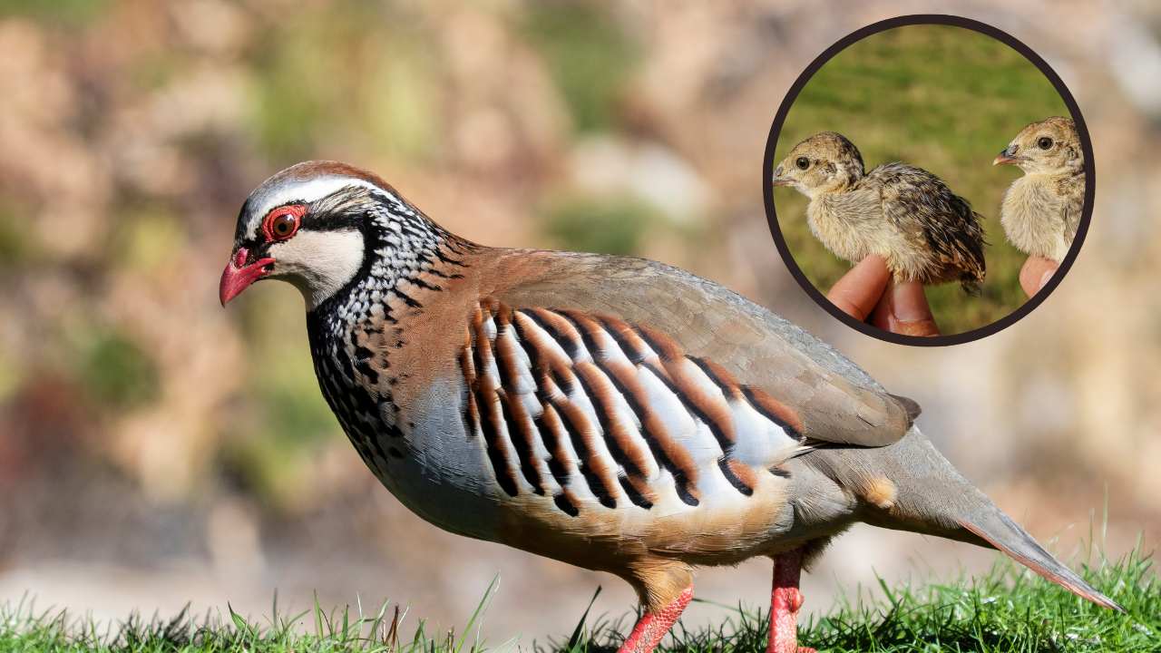 Pernice rossa (Alectoris rufa): specie rara ornamentale da cortile