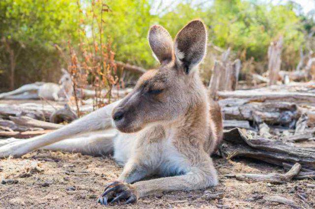 Perché i canguri hanno il marsupio: qual è la curiosità di questi animali