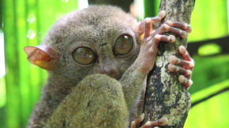 Tarsio, tutto sull'animale che canta meglio di un essere umano