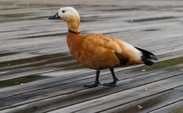 Anatra Casarca: specie rara ornamentale da cortile e da giardino