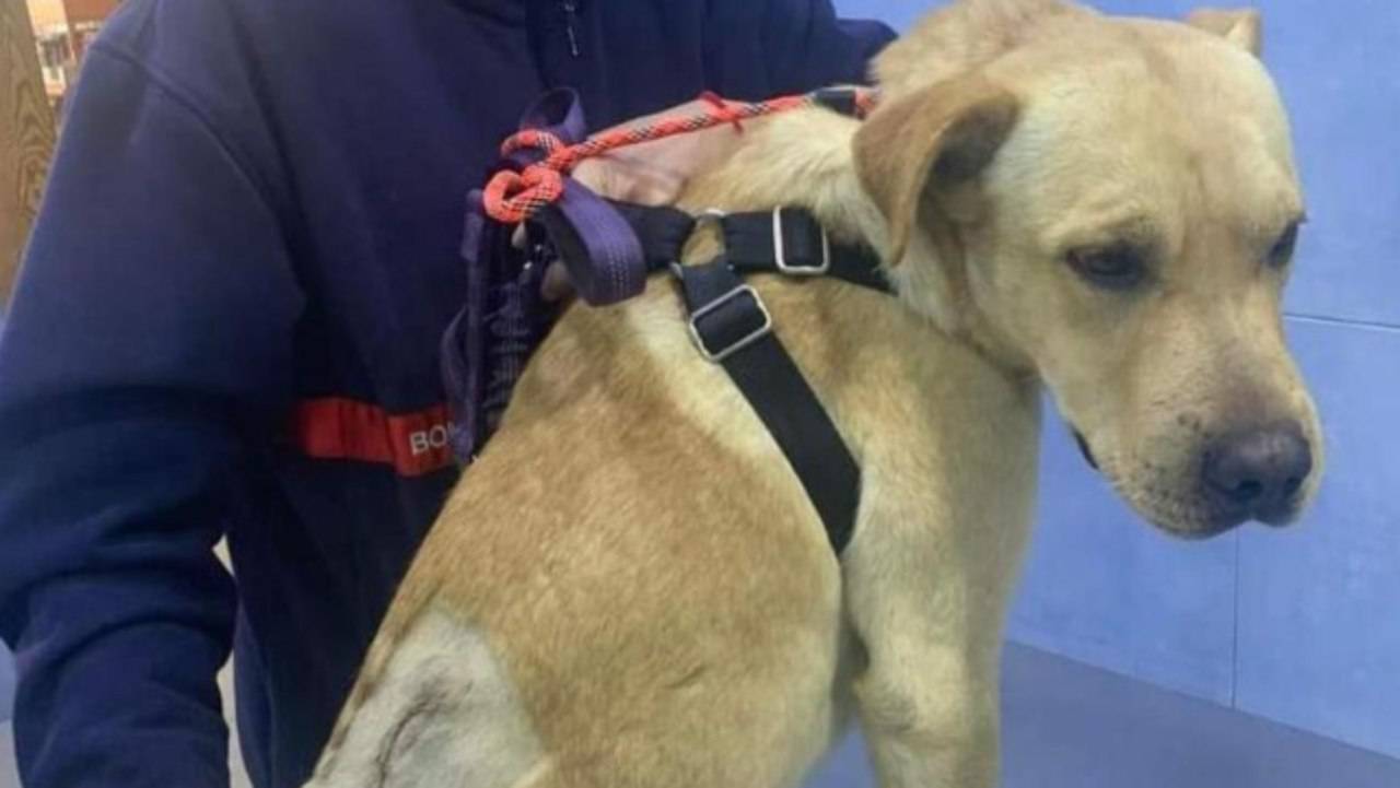 Ha una cicatrice sulla schiena e necessita di cure: scompare per 5 giorni