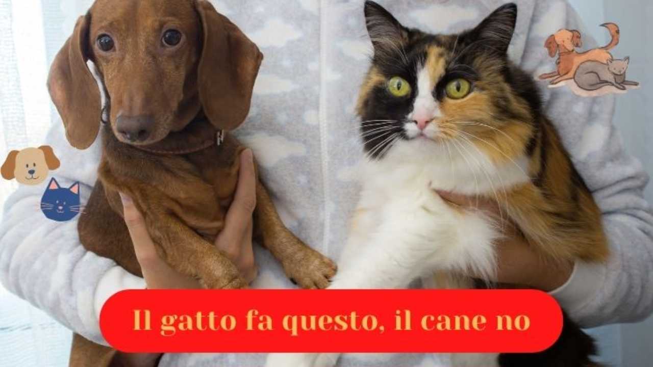 Cani e gatti 🐾 non potrebbero essere più diversi: ecco la prova
