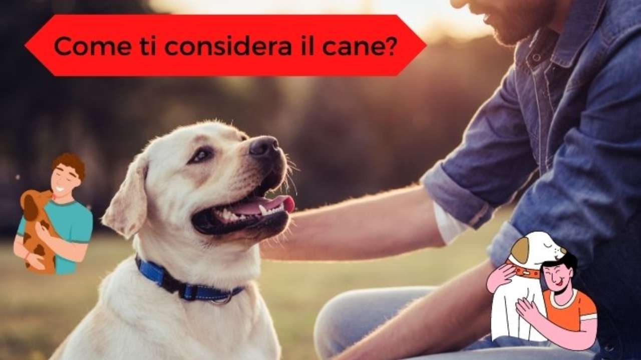 Genitore o Padrone? Per il cane non conta ciò che dici, ma cosa pensa lui