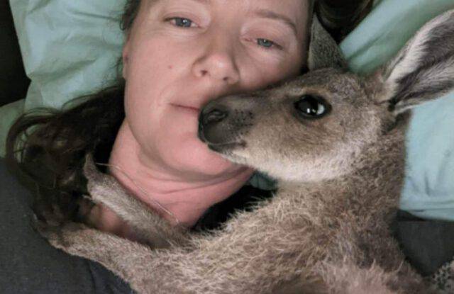 Gli abbracci di un piccolo canguro orfano alla donna che lo ha salvato