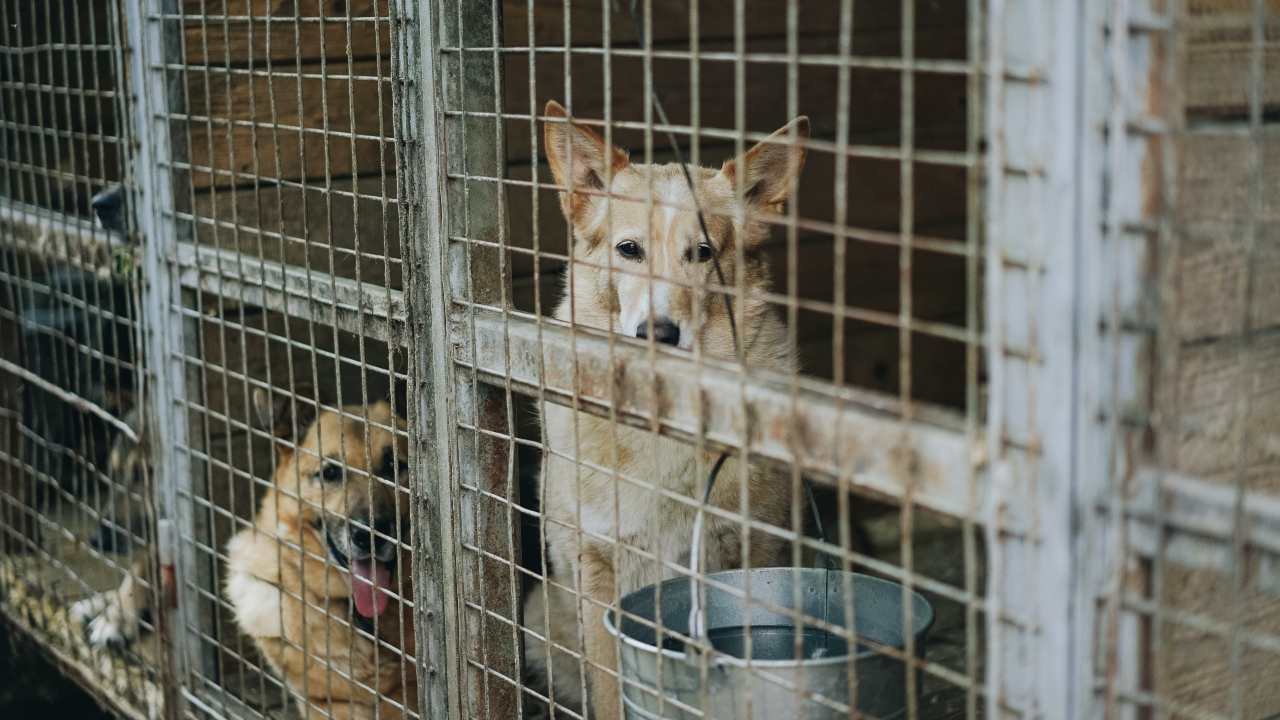 "Non sappiamo cosa accadrà dopo Natale": la verità dal canile