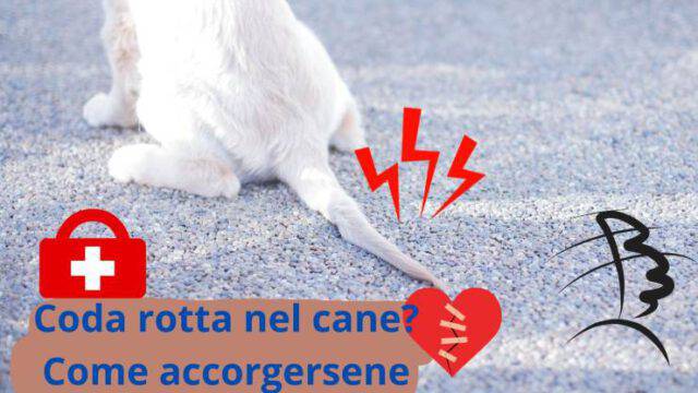 Si rompe molto più spesso di quanto pensi: attenzione alla coda del cane