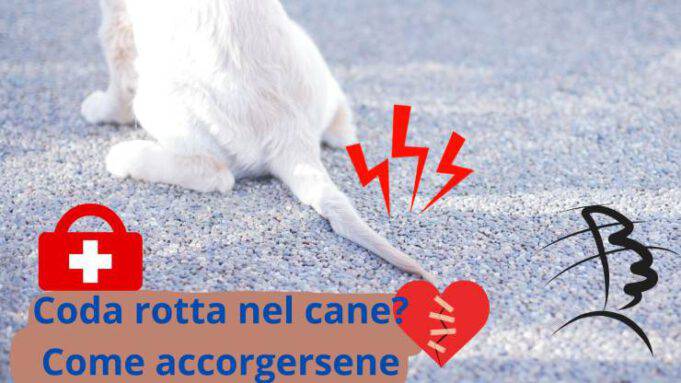 Si rompe molto più spesso di quanto pensi: attenzione alla coda del cane