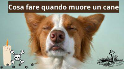 Quando il cane muore: l'aspetto pratico: cosa fare alla sua morte