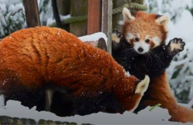 Inverno che passione: il cucciolo di panda rosso e la sua prima neve