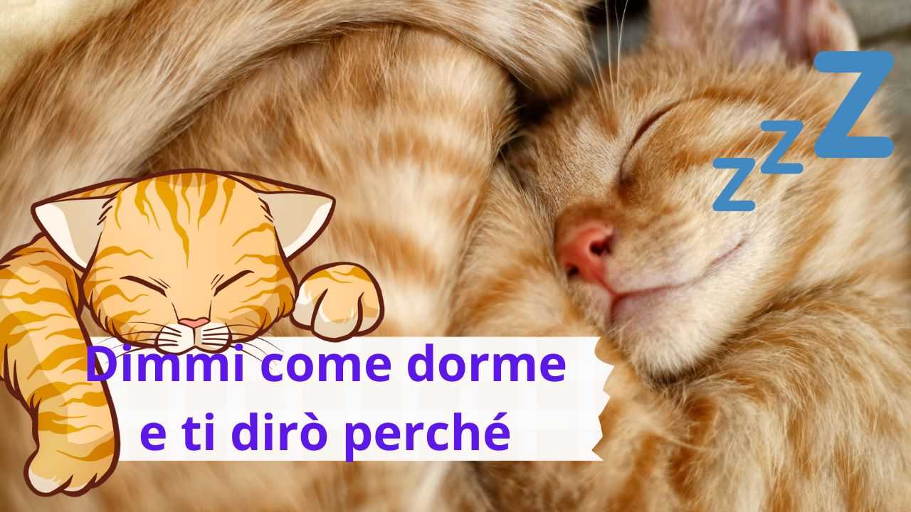 Il tuo gatto dorme in questa posizione? Rischia la vita: puoi salvarlo così