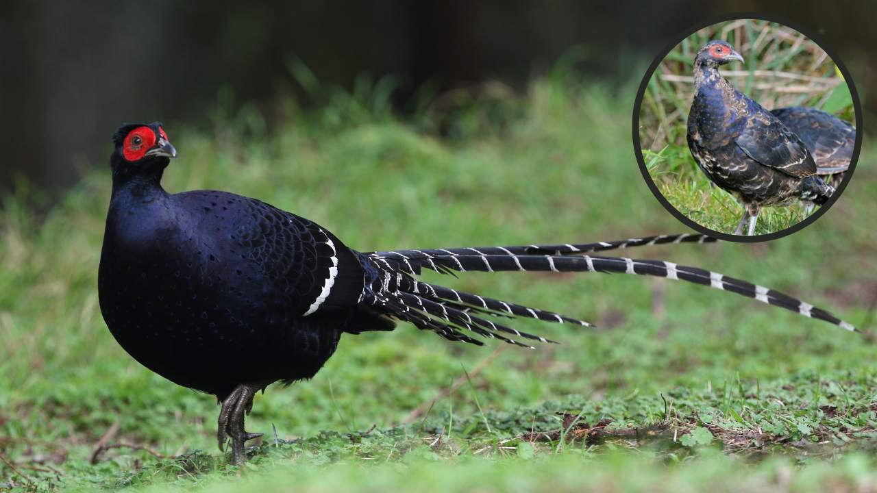 Fagiano Mikado: specie ornamentale rara da cortile e da giardino