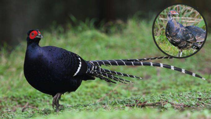 Fagiano Mikado: specie ornamentale rara da cortile e da giardino
