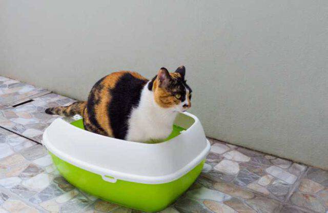 Perché la cacca del gatto puzza così tanto e quando dovresti preoccuparti