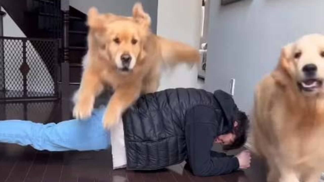 Lezione di ginnastica con Sterling e Colin: saltano e scivolano - VIDEO
