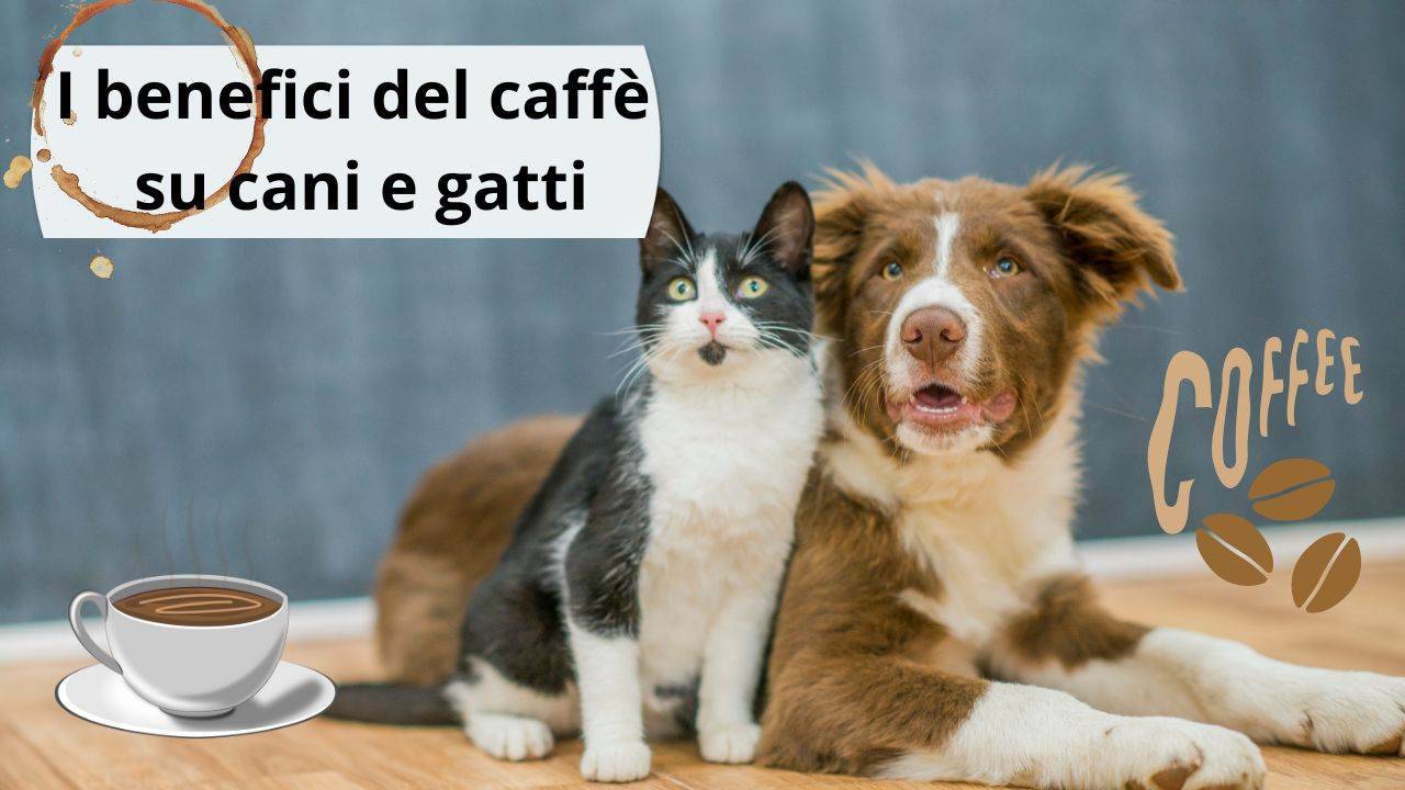 Il caffé aiuta cani e gatti come rimedio naturale a un problema molto ...