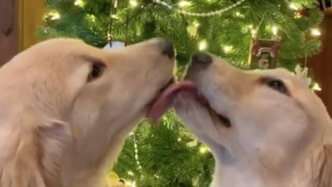 Il bacio sotto il vischio più dolce del mondo: i 2 Golden inseparabili ...