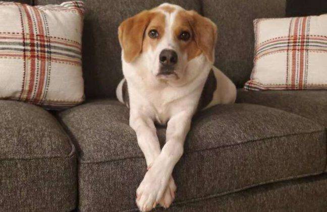 Cooper, il cane soffre di una rara sindrome che intacca la spina dorsale