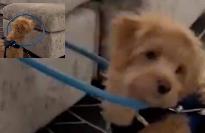 Beau, il cane cieco torna a "vedere" grazie al suo nuovo hula-hoop