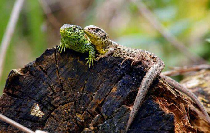 La lucertola è malata: come fare a capirlo e come aiutarla