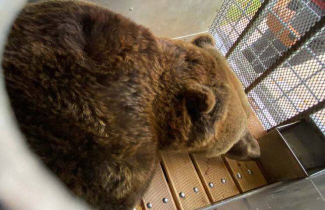 Dopo 20 anni in una gabbia, l'orso Mark torna a vivere libero