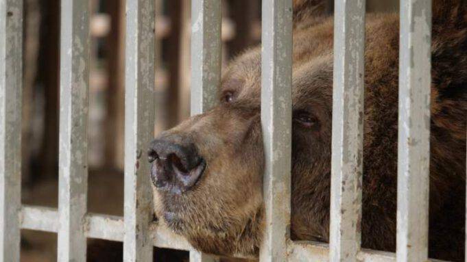 Dopo 20 anni in una gabbia, l'orso Mark torna a vivere libero